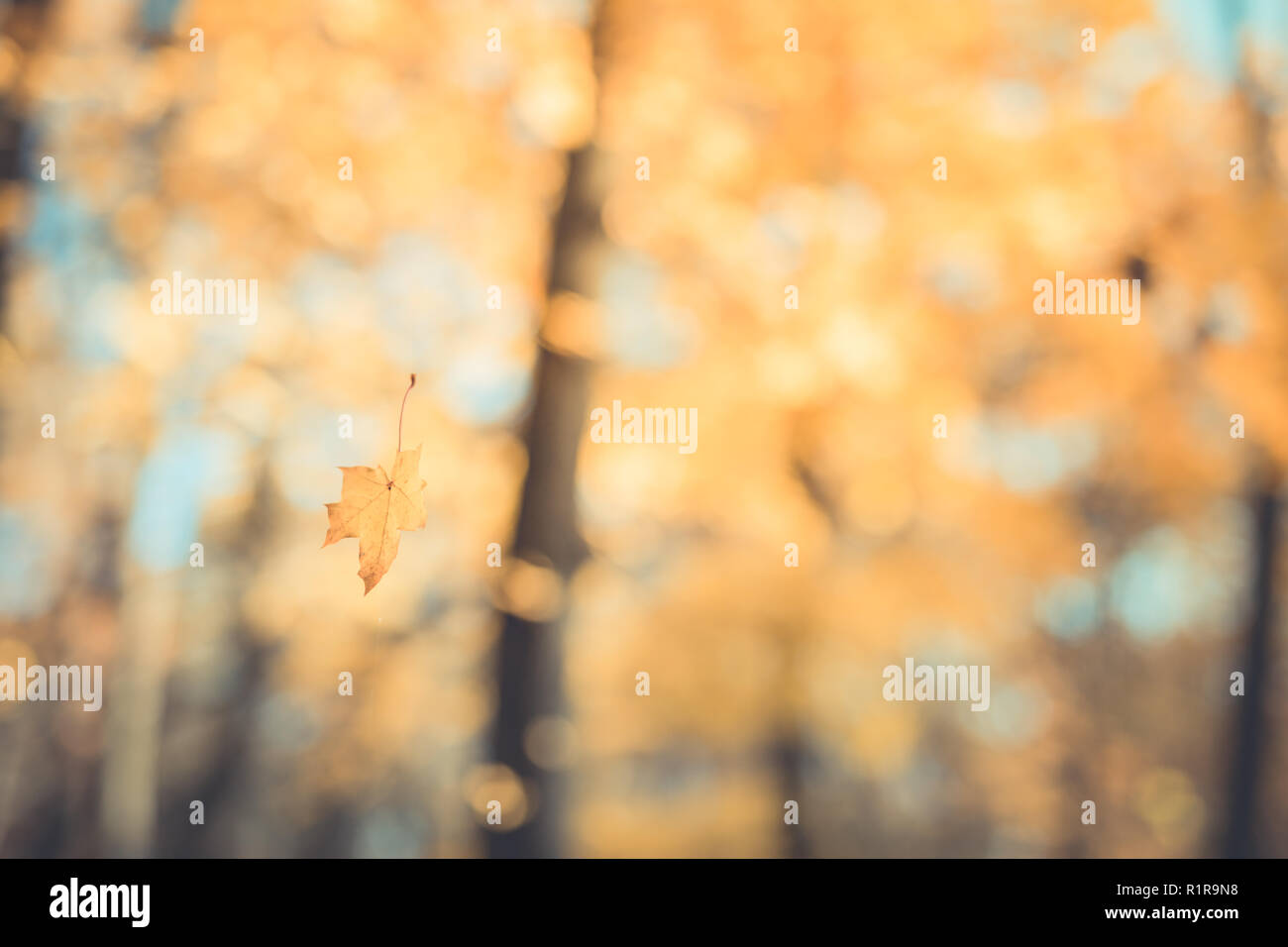Autumn landscape. Autumn tree leaves sky background. Beautiful fall ...