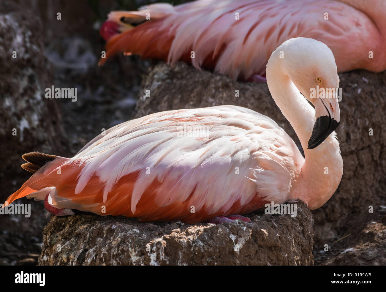 Flamingo nesting hi-res stock photography and images - Alamy