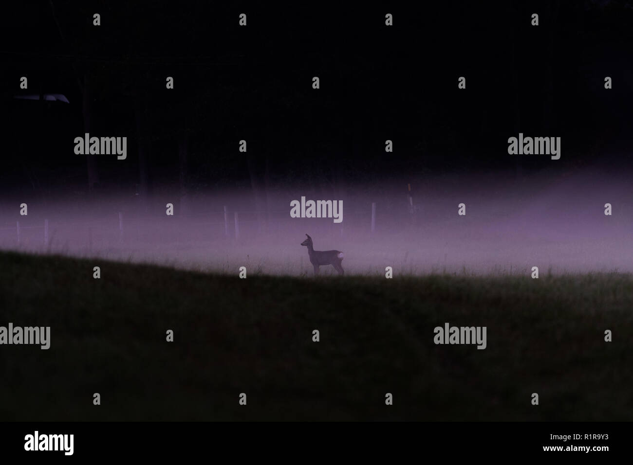 Deer in morning mist Stock Photo - Alamy