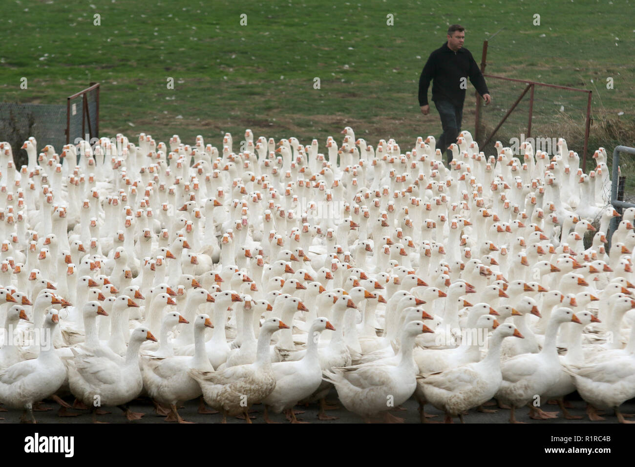 Veckenstedt, Germany. 05th Nov, 2018. Geese are driven across a meadow ...