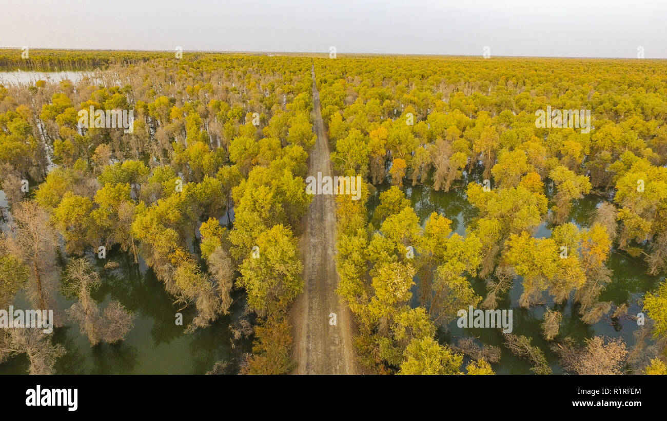 November 14, 2018 - Kuqa, Kuqa, China - Kuqa, CHINA-Populus ...