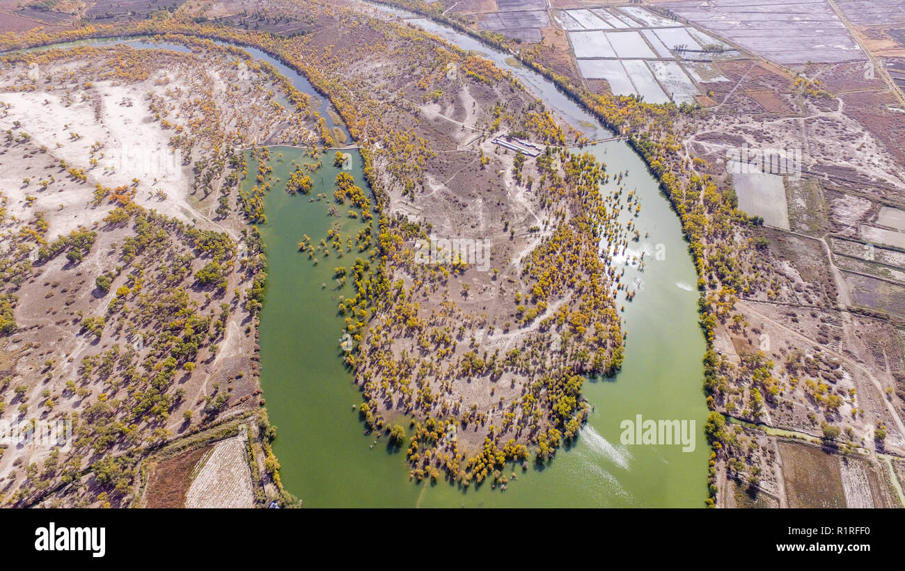 November 14, 2018 - Kuqa, Kuqa, China - Kuqa, CHINA-Populus ...