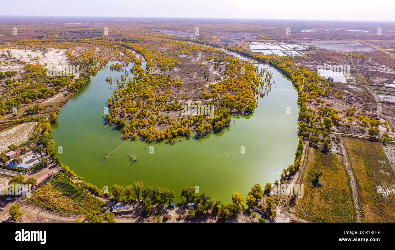November 14, 2018 - Kuqa, Kuqa, China - Kuqa, CHINA-Populus ...