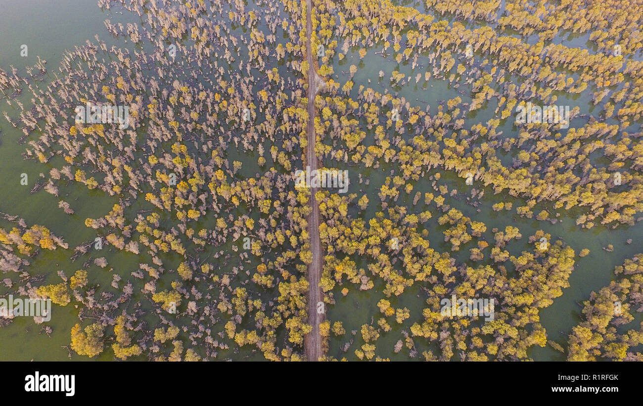 Populus Diversifolia Stock Photos & Populus Diversifolia Stock Images ...