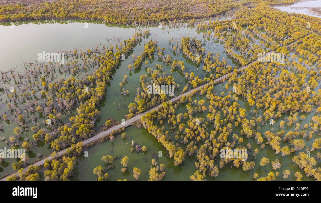 Kuqa, Kuqa, China. 14th Nov, 2018. Kuqa, CHINA-Populus diversifolia ...