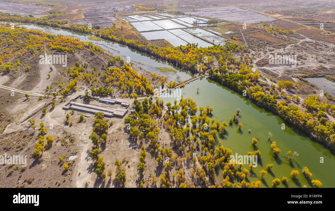 Kuqa, Kuqa, China. 14th Nov, 2018. Kuqa, CHINA-Populus diversifolia ...