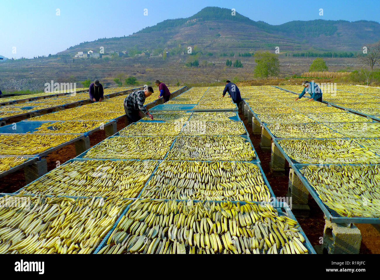 Potato farming china hi-res stock photography and images - Alamy