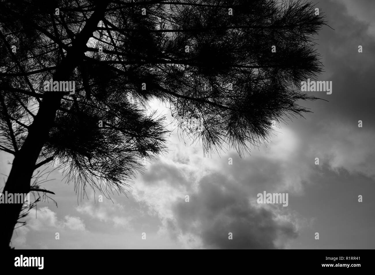 Shading tree hi-res stock photography and images - Alamy