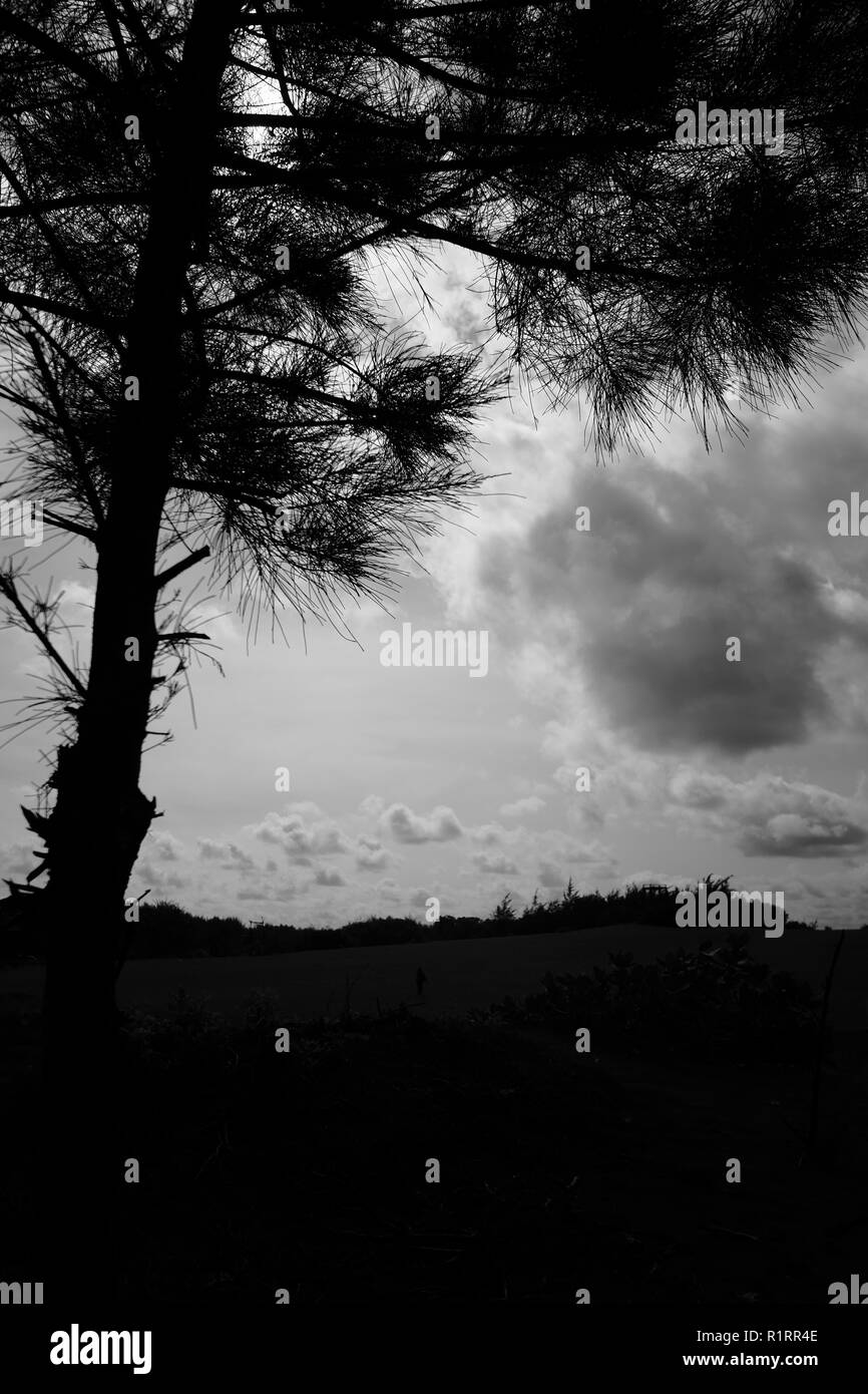 Tree sharp Black and White Stock Photos & Images - Alamy