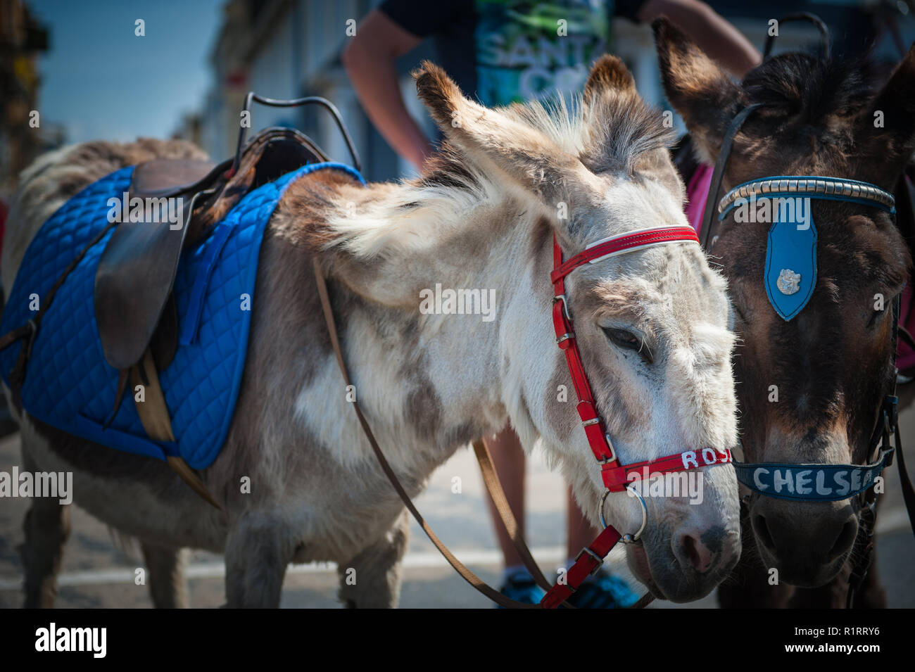 Peace donkey hi-res stock photography and images - Alamy