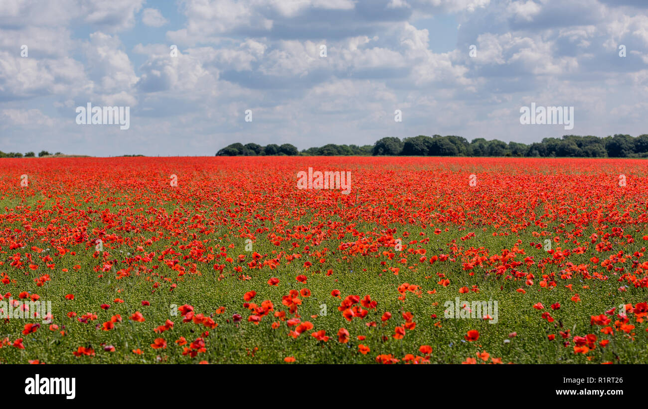 Red Poppy Carpet High Resolution Stock Photography and Images - Alamy