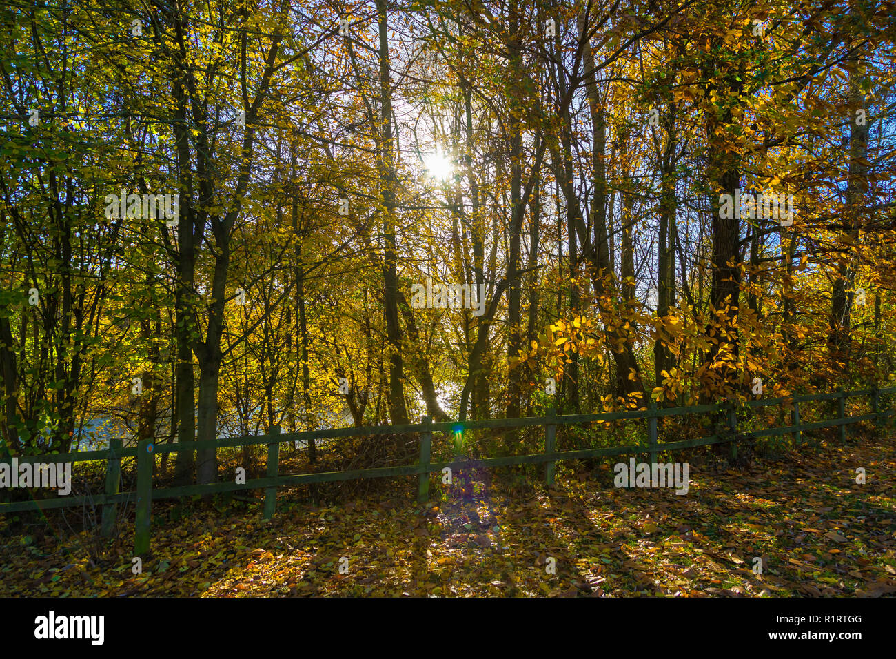 AUTUMN IN HIGHWOODS COUNTRY PARK, COLCHESTER, ESSEX ENGLAND Stock Photo ...