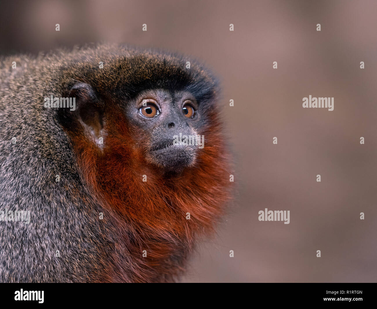 Coppery titi monkey Callicebus cupreus Stock Photo - Alamy