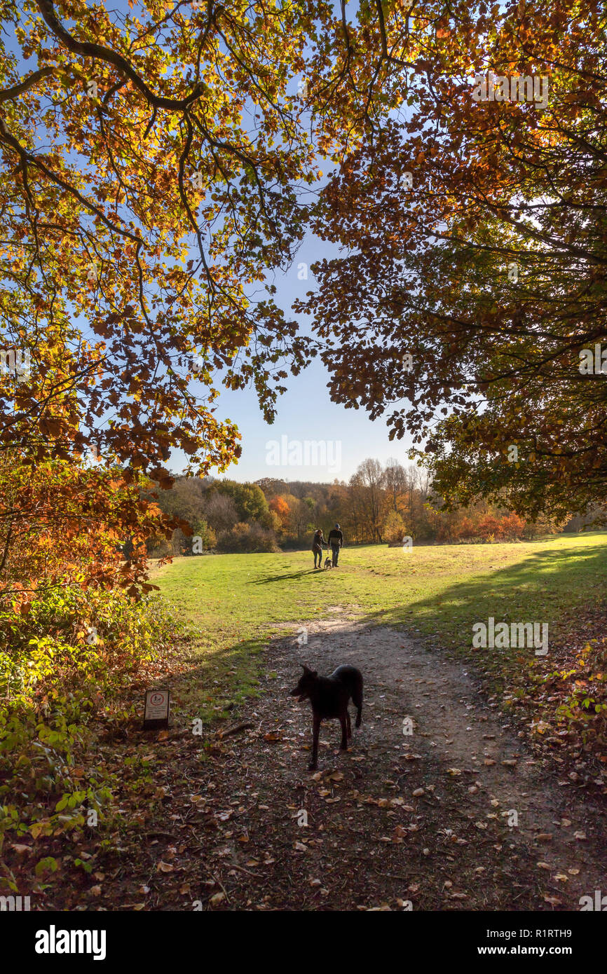 AUTUMN IN HIGHWOODS COUNTRY PARK, COLCHESTER, ESSEX ENGLAND Stock Photo ...