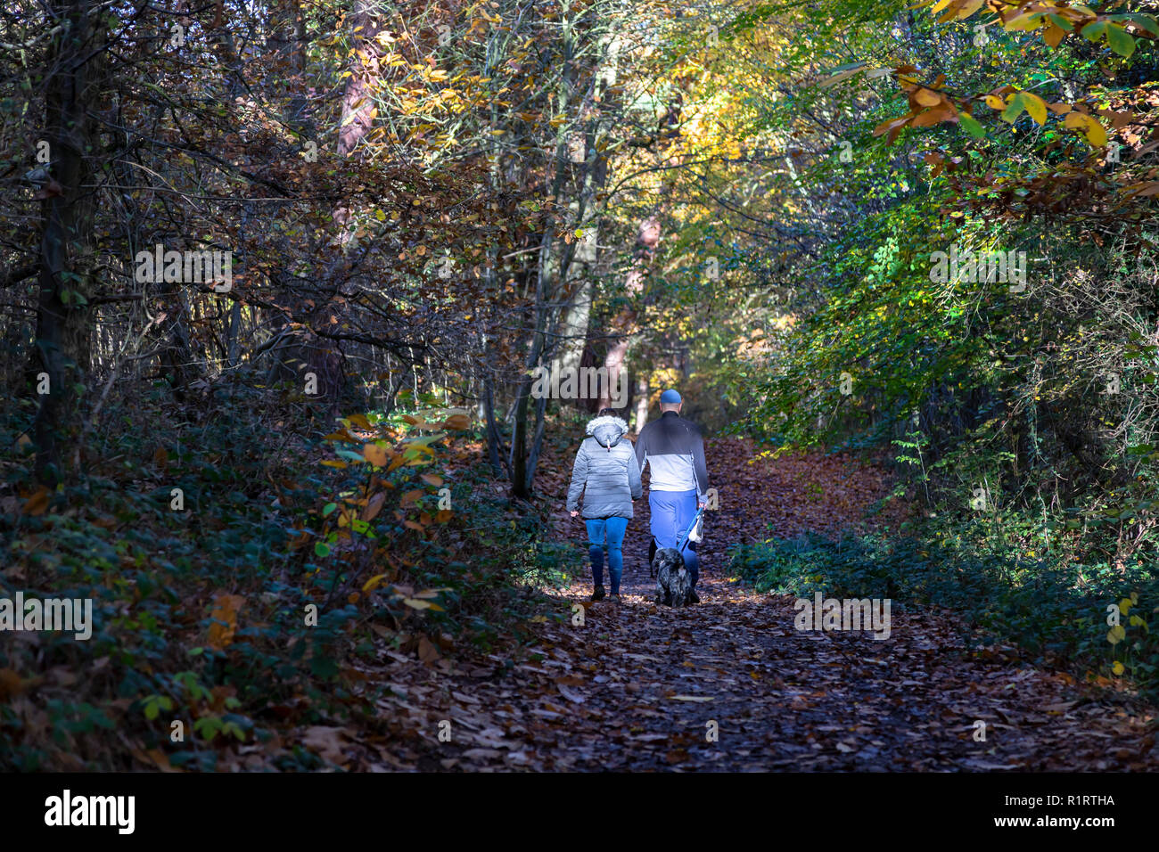 AUTUMN IN HIGHWOODS COUNTRY PARK, COLCHESTER, ESSEX ENGLAND Stock Photo ...