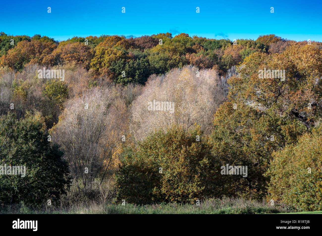 AUTUMN IN HIGHWOODS COUNTRY PARK, COLCHESTER, ESSEX ENGLAND Stock Photo ...