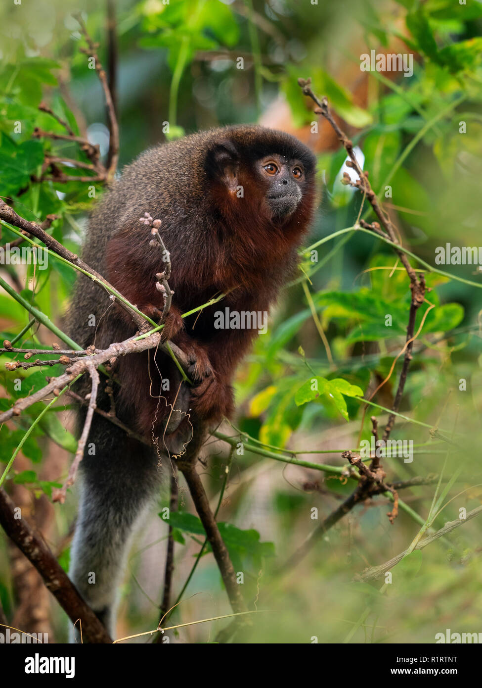 Coppery titi monkey Callicebus cupreus Stock Photo - Alamy