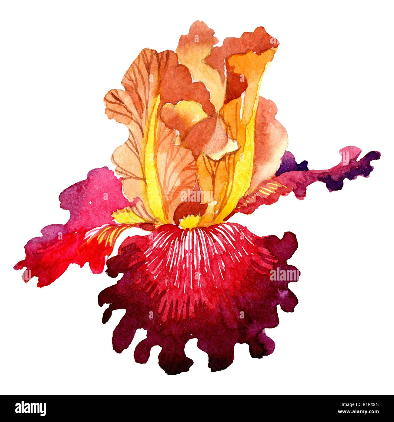 Red yellow Iris Bold encounter. Floral botanical flower. Isolated iris ...