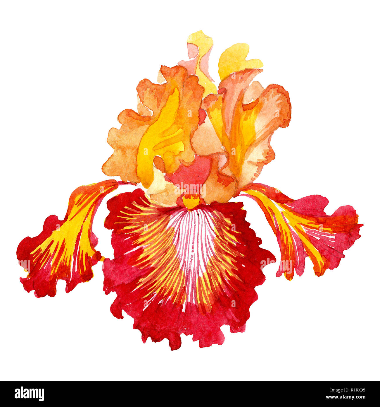 Red yellow Iris Bold encounter. Floral botanical flower. Isolated iris ...