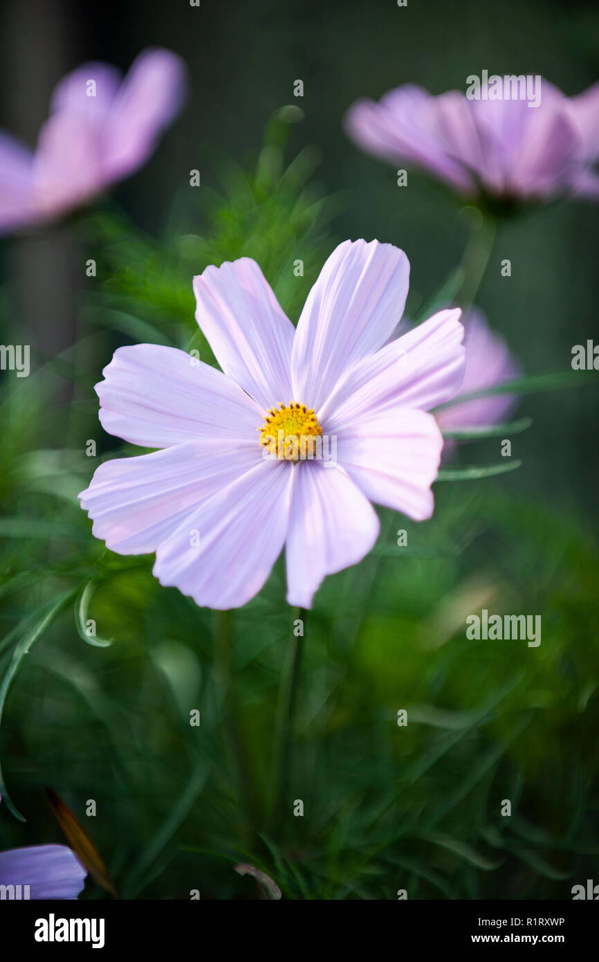 Flowers in the sun, The Botanic Gardens, Glasgow Stock Photo - Alamy