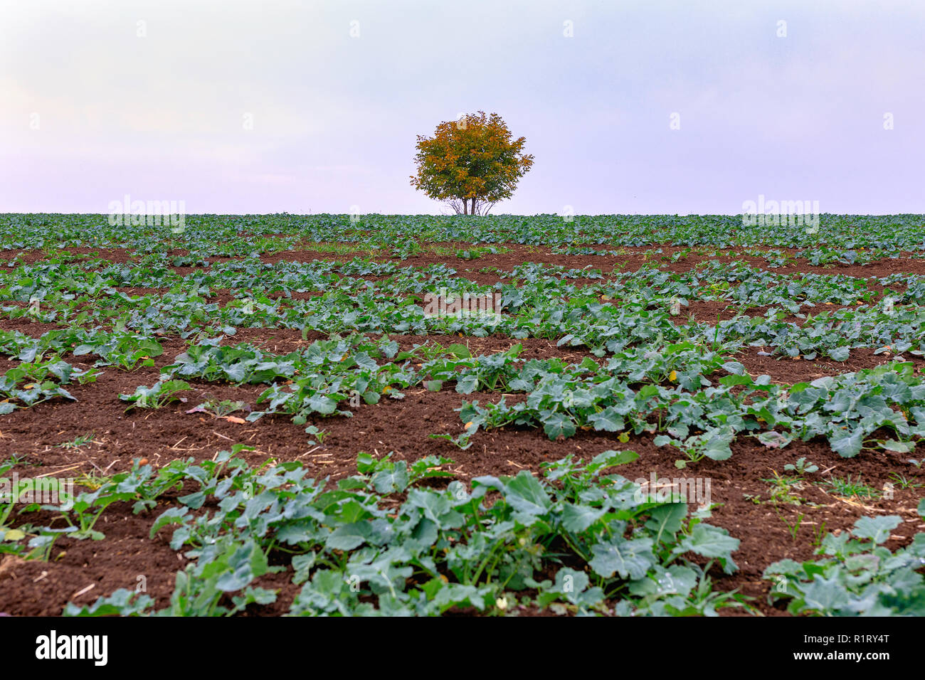 A tree alone on a farm with young rapeseed Stock Photo - Alamy