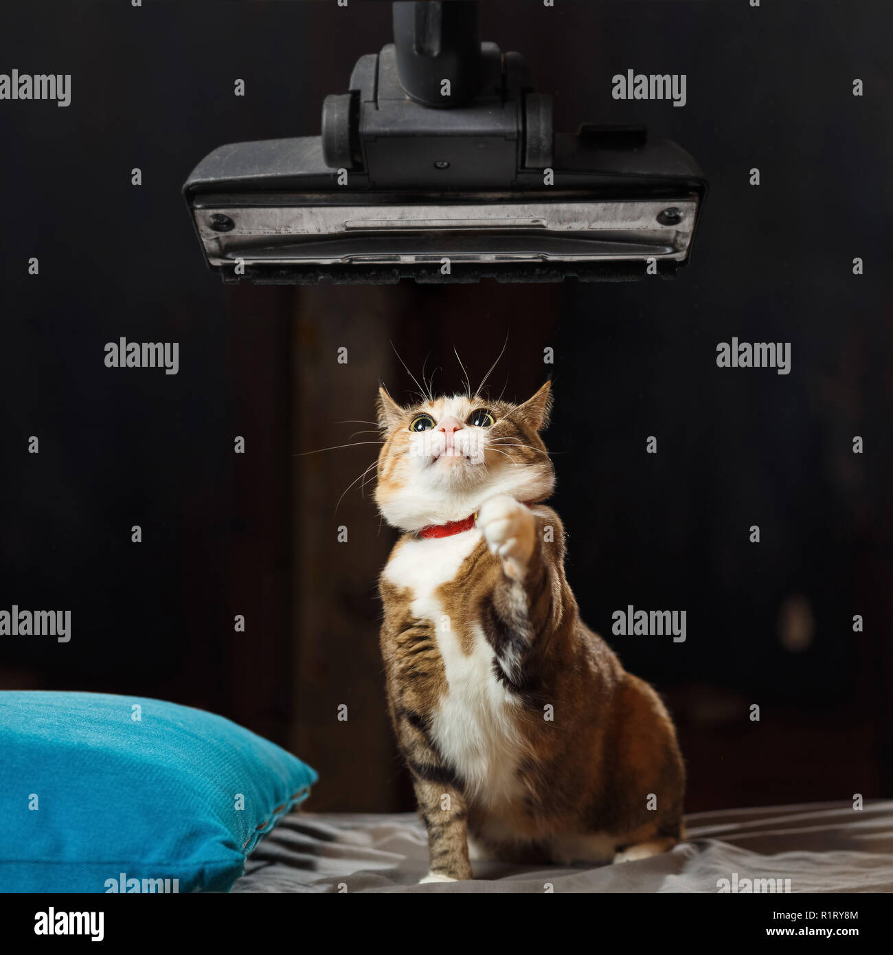 Pretty ginger cat is surprised and scared by a working vacuum cleaner ...