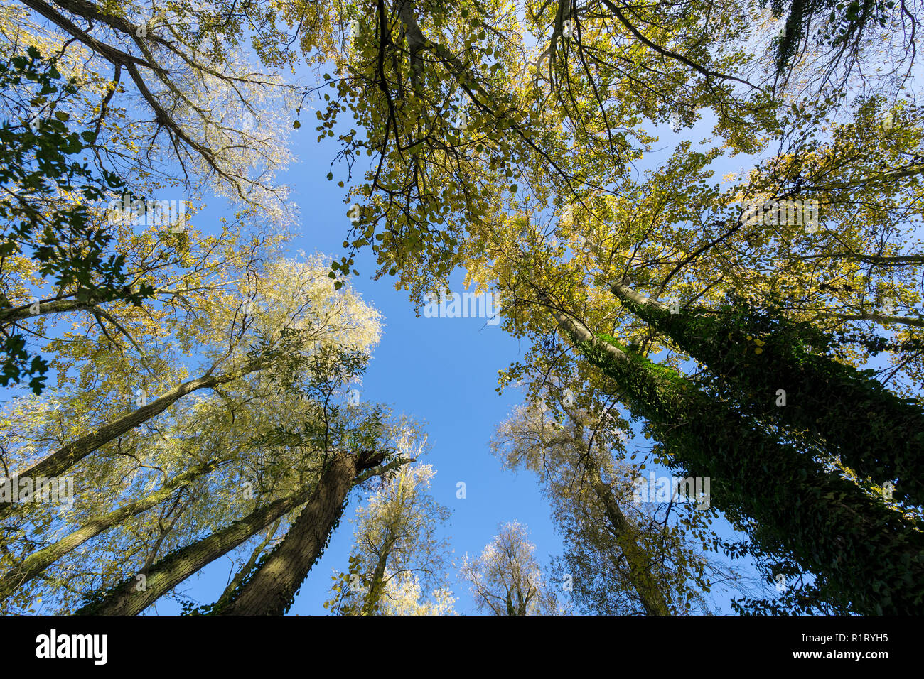Canopy of tree tops hi-res stock photography and images - Alamy