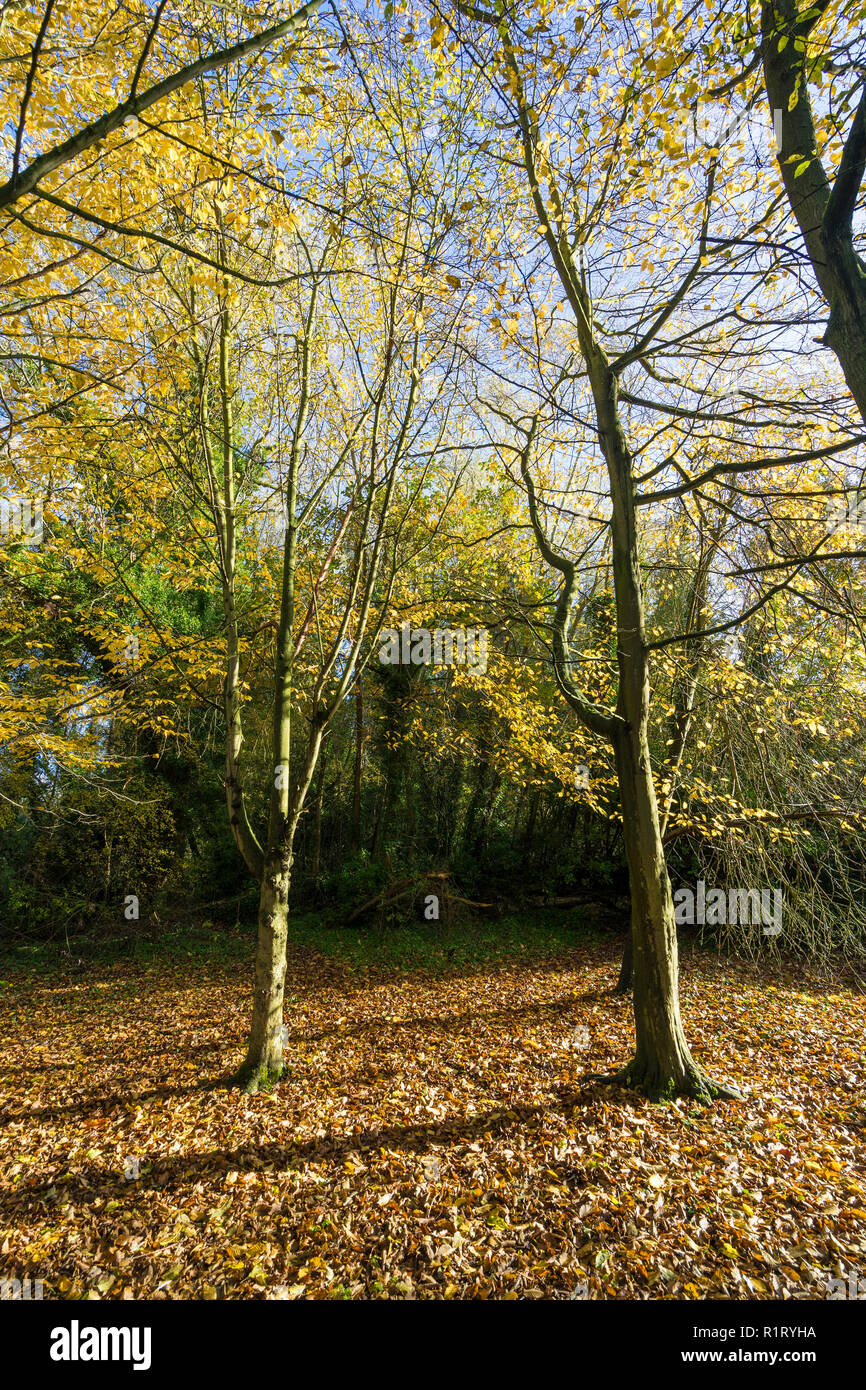 Two trees in clearing autumn leaves on ground Milton park Cambridge UK ...