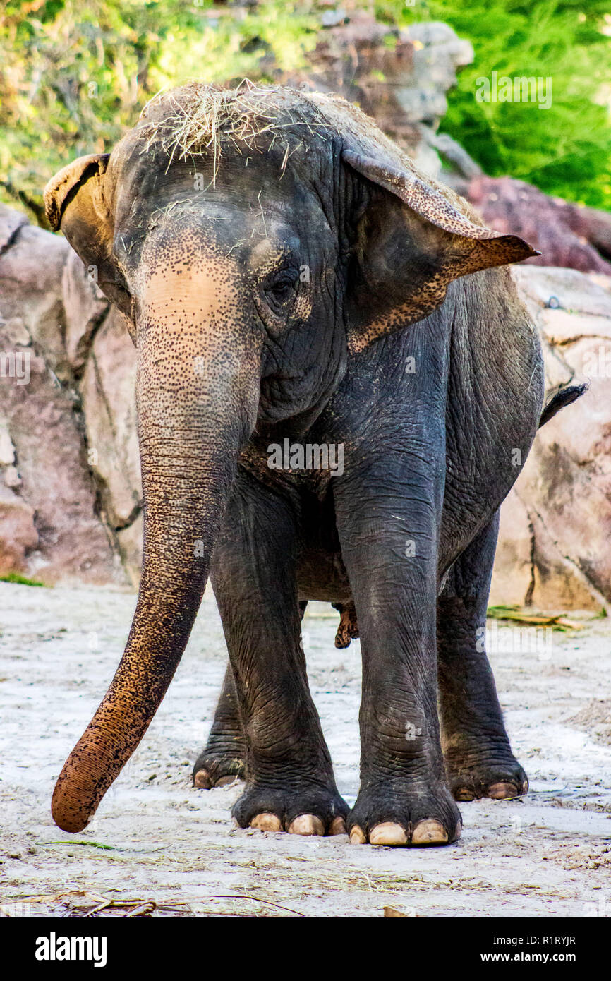 Elephantlover animals hi-res stock photography and images - Alamy