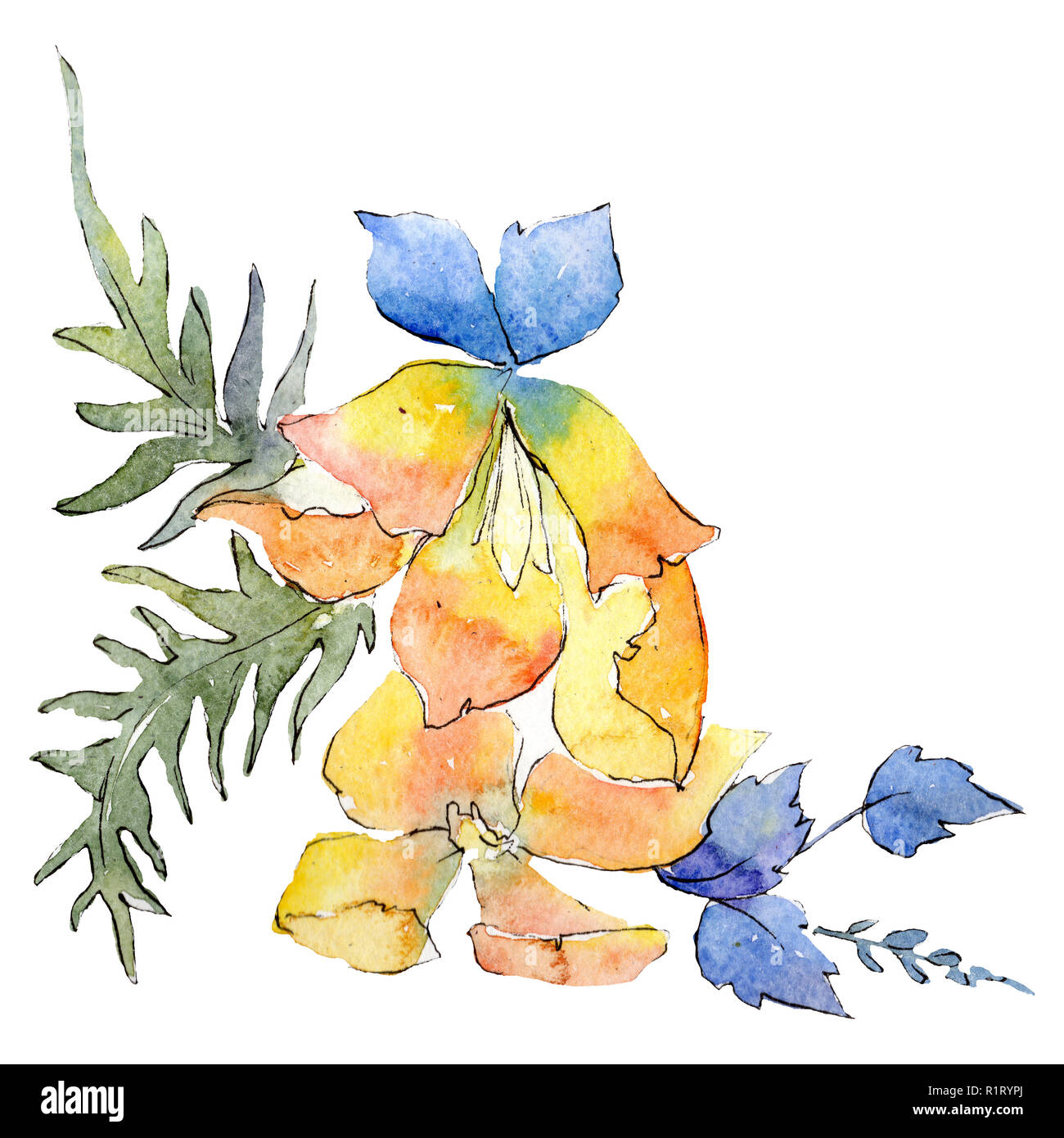 Yellow blue botanical flower. Isolated bouquet illustration element ...
