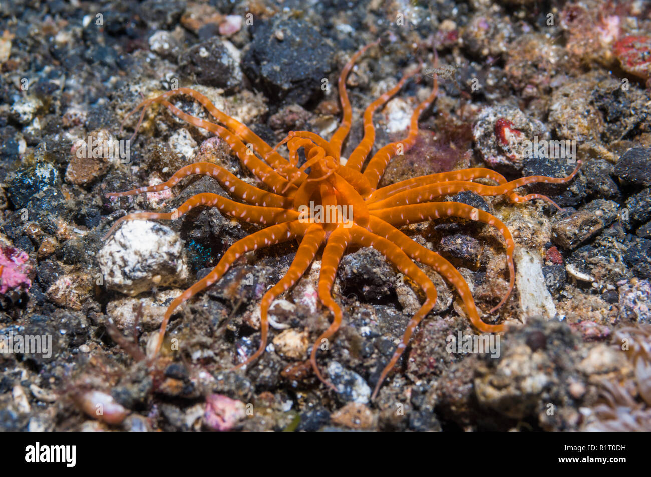 Burrowing sea anemone hi-res stock photography and images - Alamy