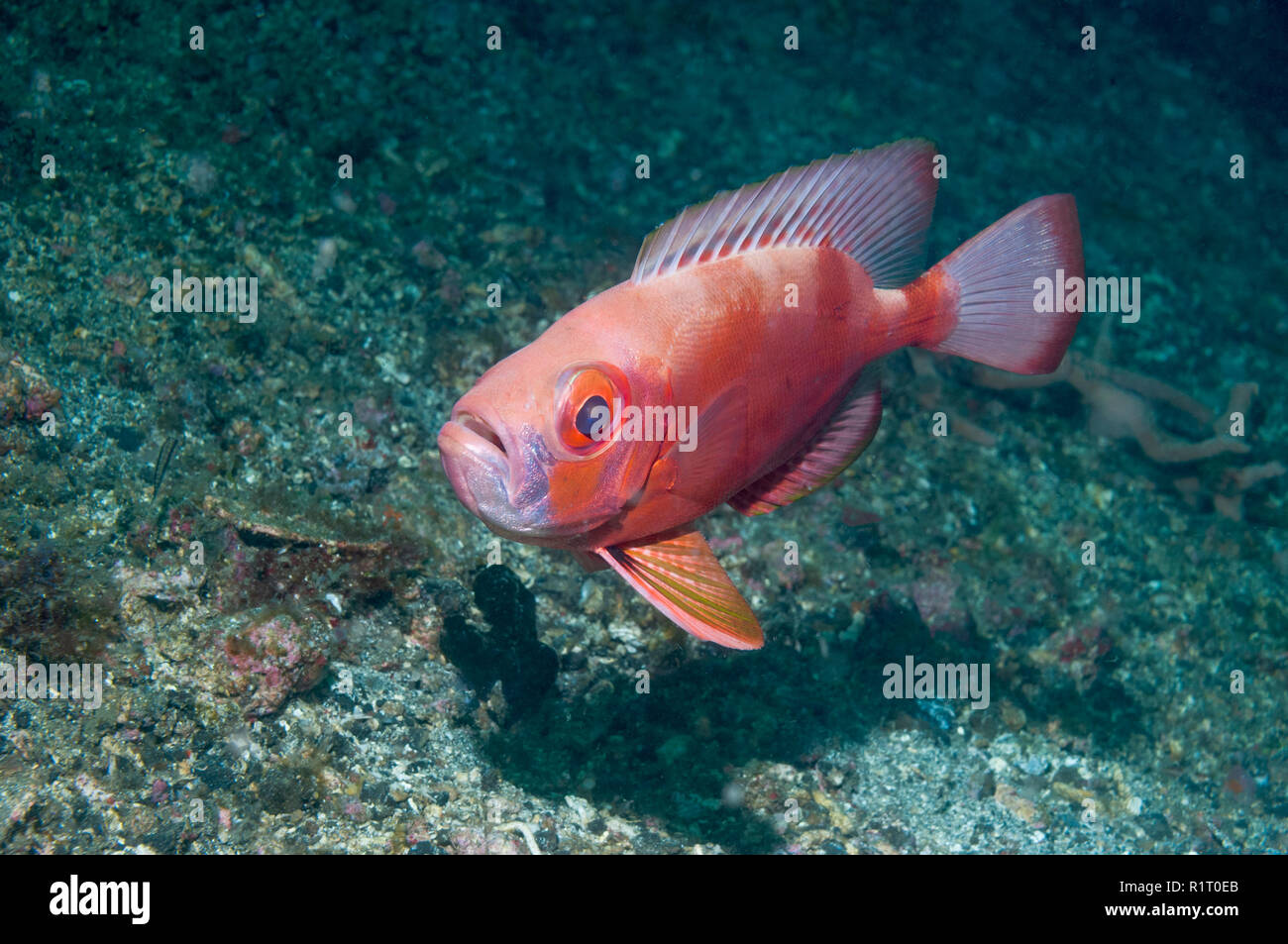 Blochii hi-res stock photography and images - Alamy