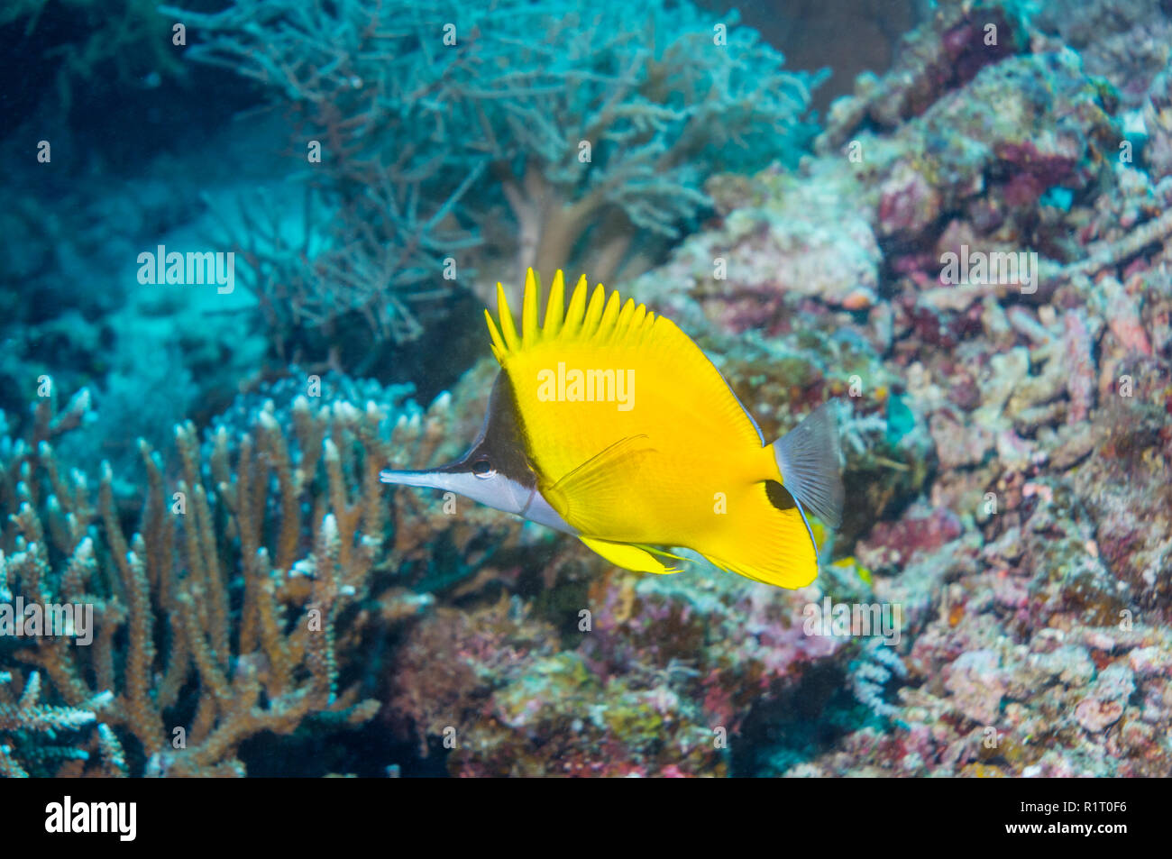 Yellow longnose butterflyfish or Forceps butterflyfish [Forcipiger ...