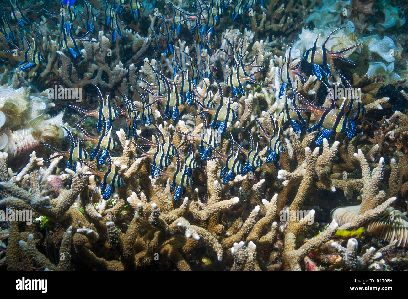 Banggai cardinalfish (Pterapogon kauderni). Until recently only known ...