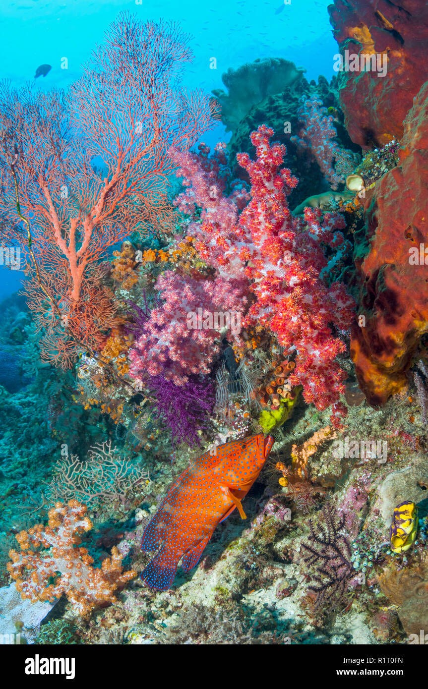 Coral reef scenery with a Coral hind [Cephalopholis miniata] and soft ...