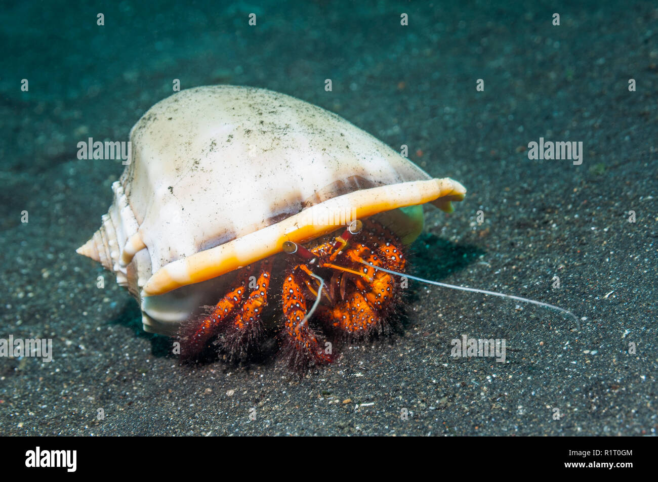Helmet shell hi-res stock photography and images - Alamy