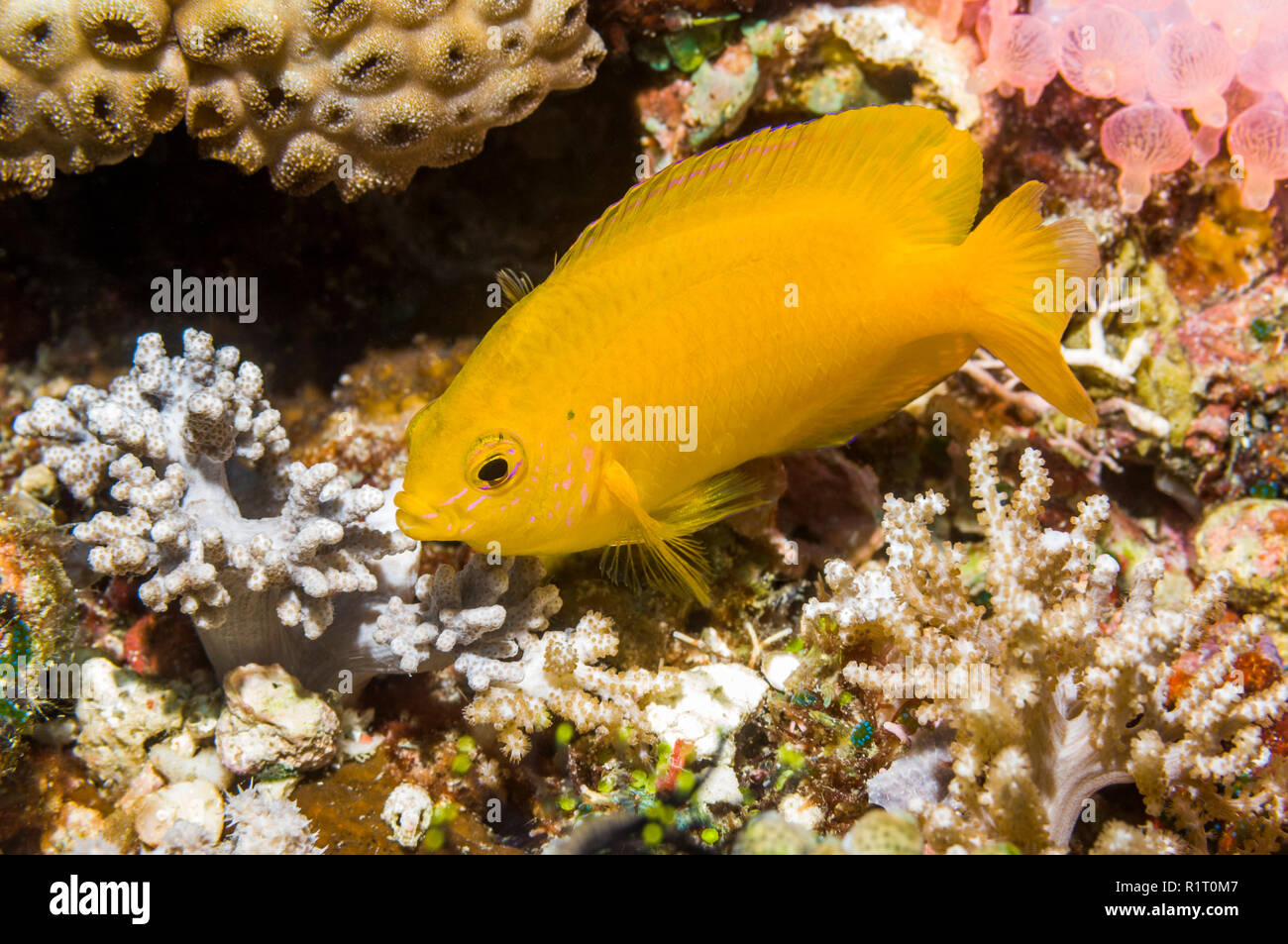 Lemon damsel, Yellow damsel [Pomacentrus moluccensis]. West Papua ...