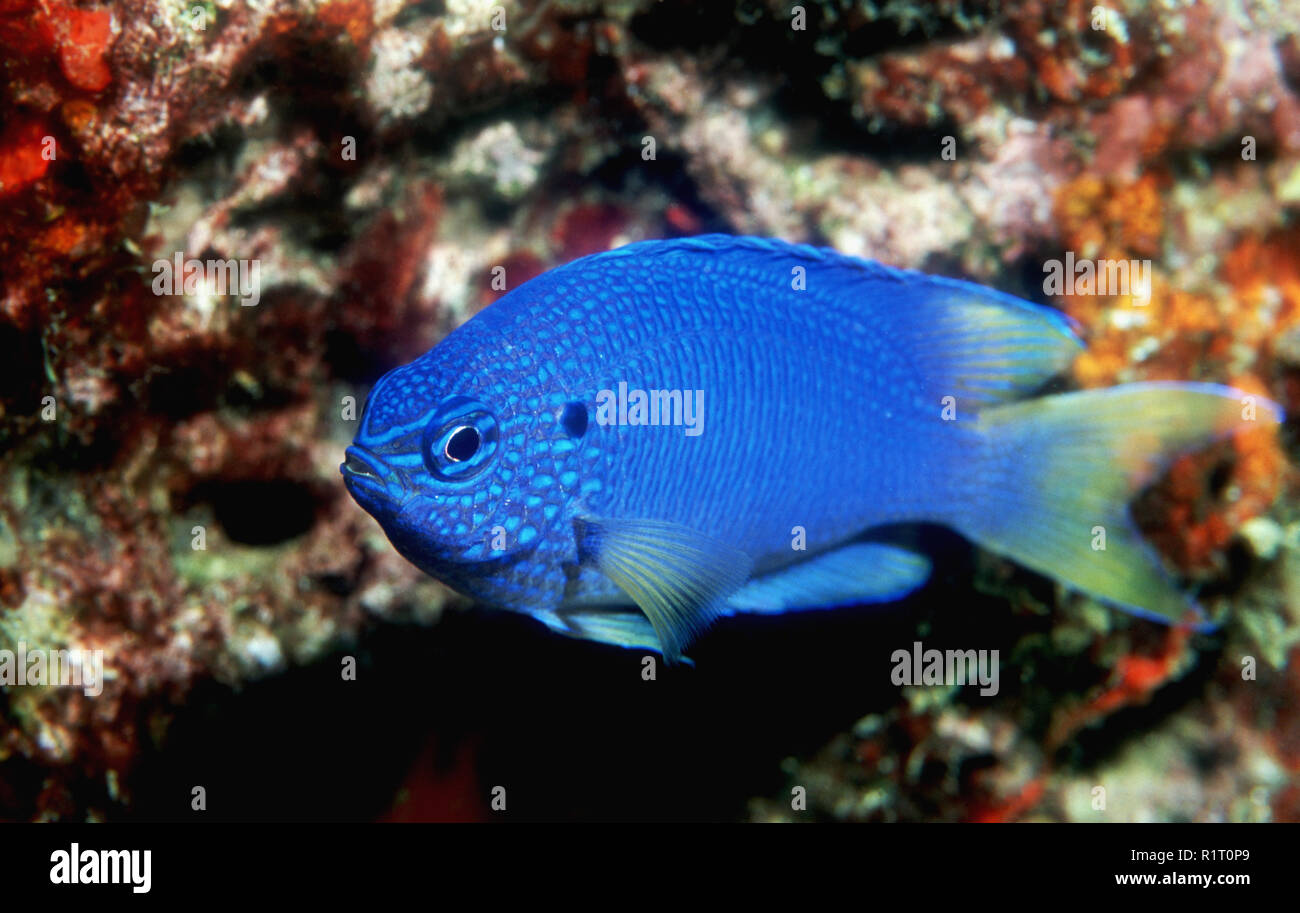 Blue Sapphire Damselfish