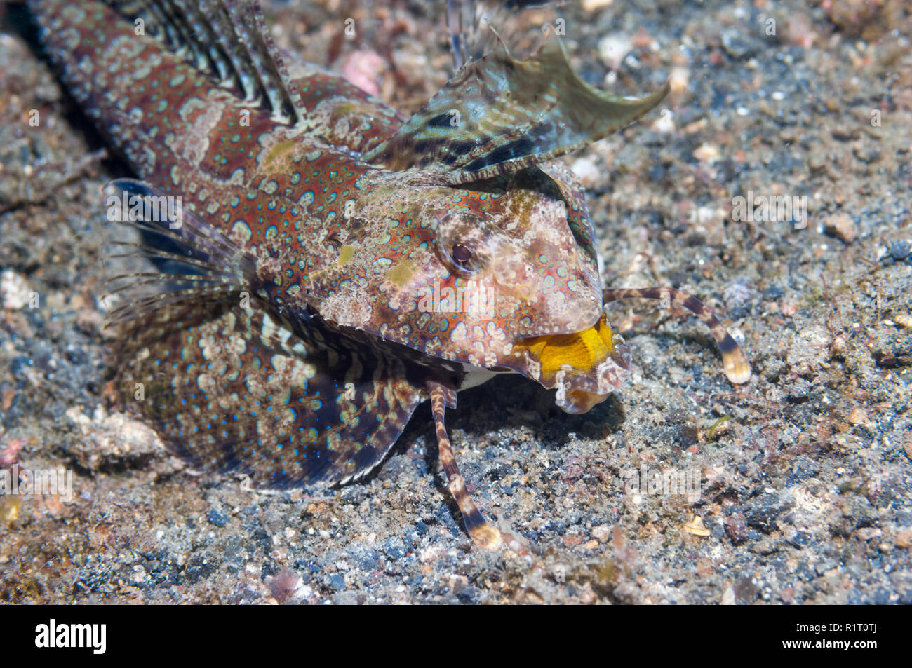 Fingered dragonet [Dactylopus dactylopus]. Lembeh, North Sulawesi ...