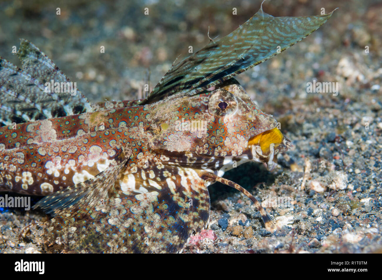 Fingered dragonet [Dactylopus dactylopus]. Lembeh, North Sulawesi ...