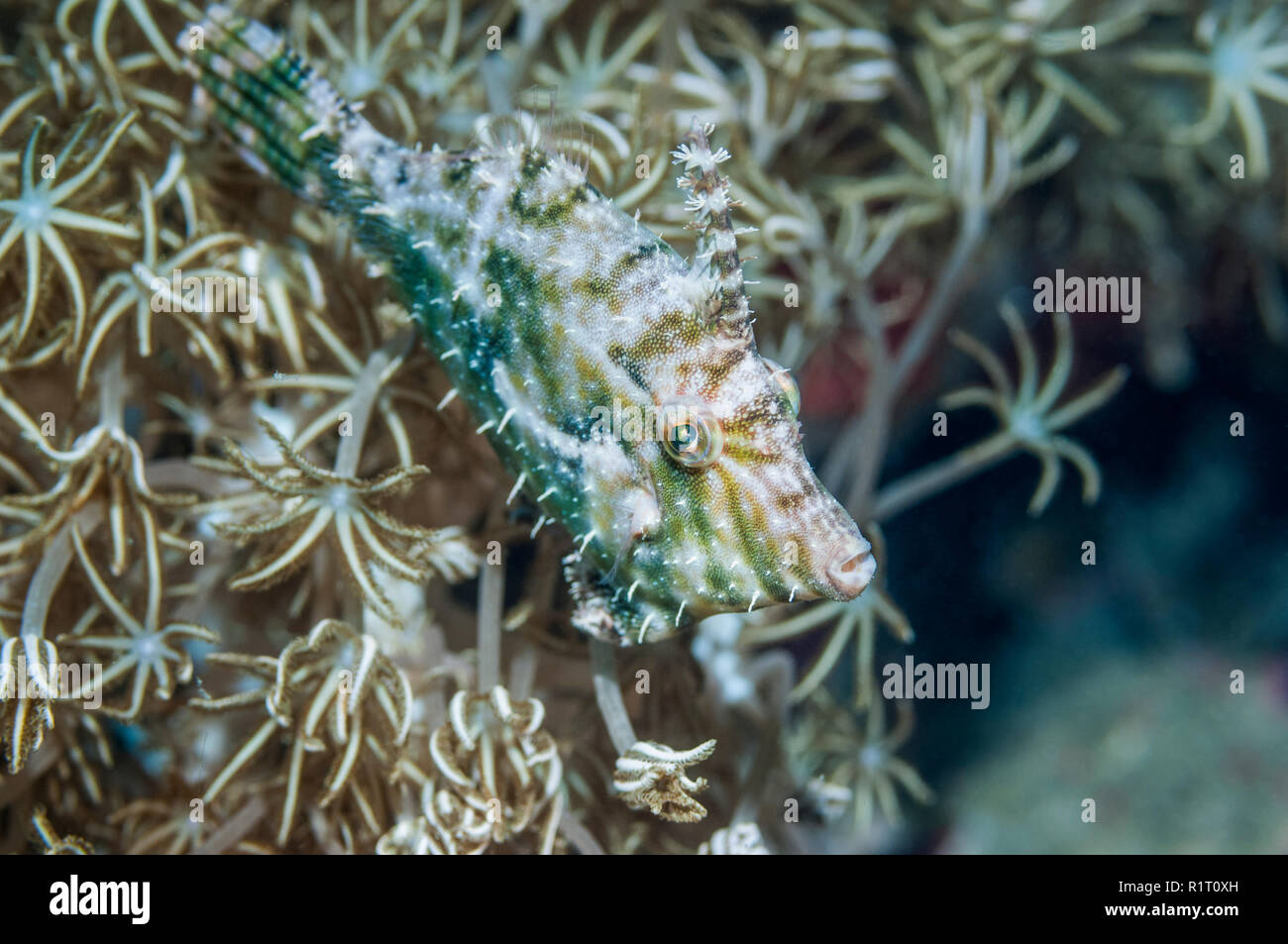 Radial filefish [Acreichthys radiatus] amongst soft coral polyps [Xenia ...
