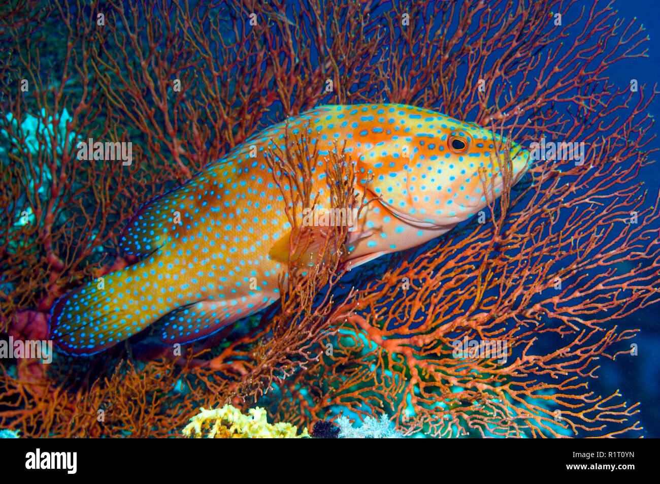 Coral hind [Cephalophulis miniata]. West Papua, Indonesia Stock Photo ...