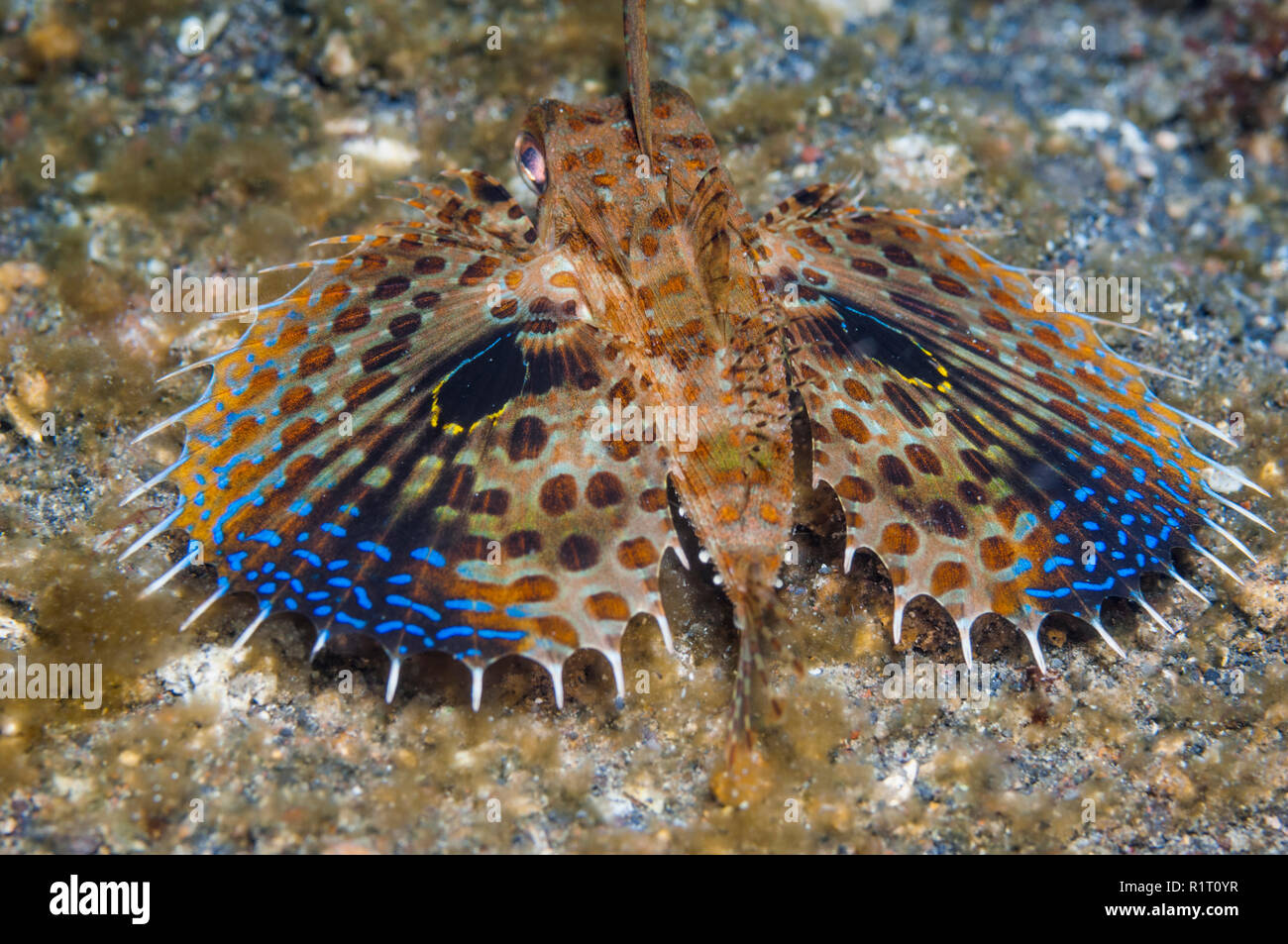 Flying Gurnard Fish High Resolution Stock Photography and Images - Alamy