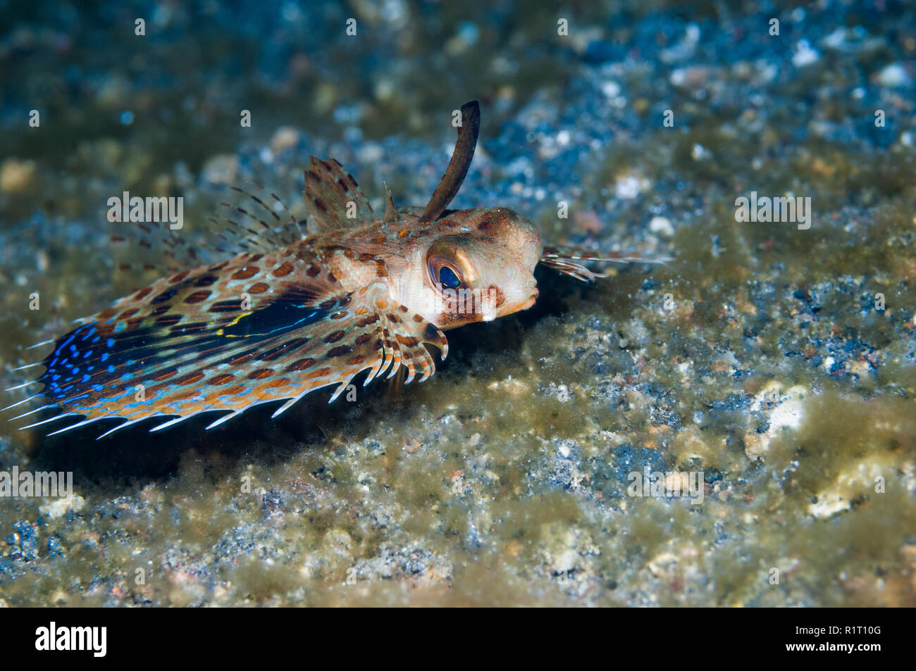 Oriental flying gurnard hi-res stock photography and images - Alamy