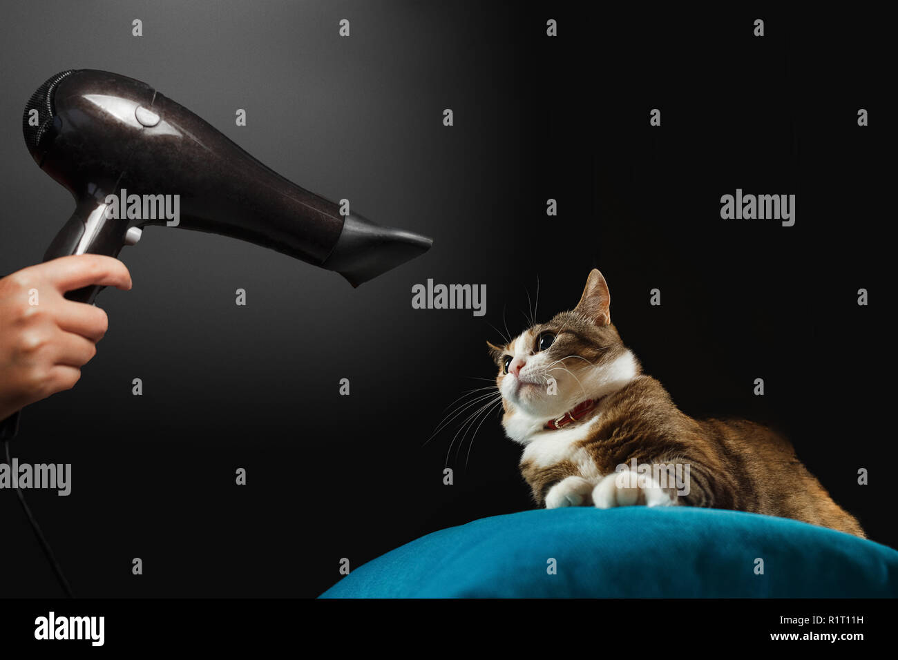 Pretty ginger cat is surprised and scared by a working hair dryer ...