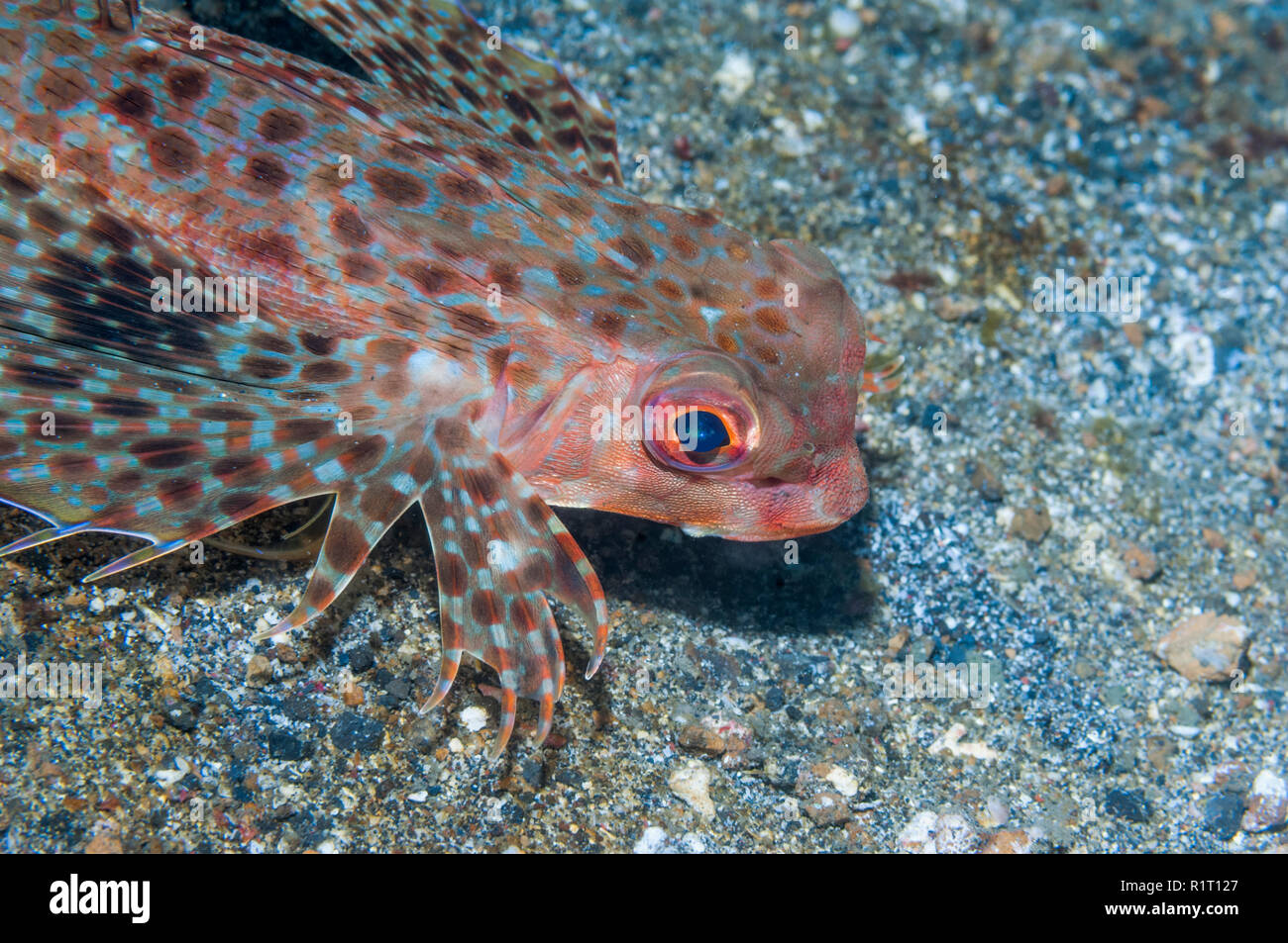 Oriental flying gurnard hi-res stock photography and images - Alamy