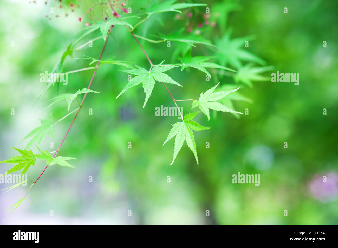 Green maple leaves summer background Stock Photo - Alamy