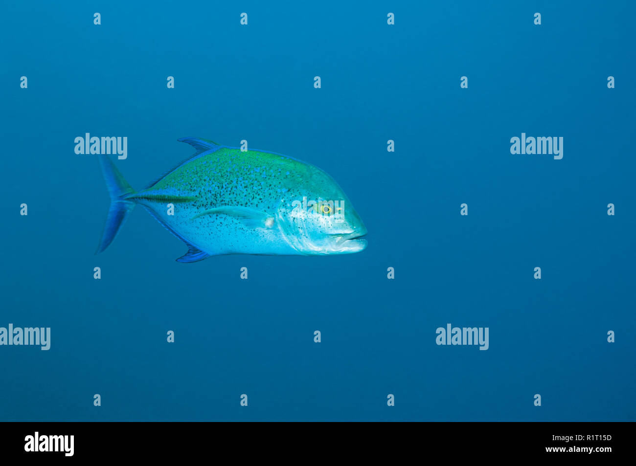 Blue finned crevalle hi-res stock photography and images - Alamy