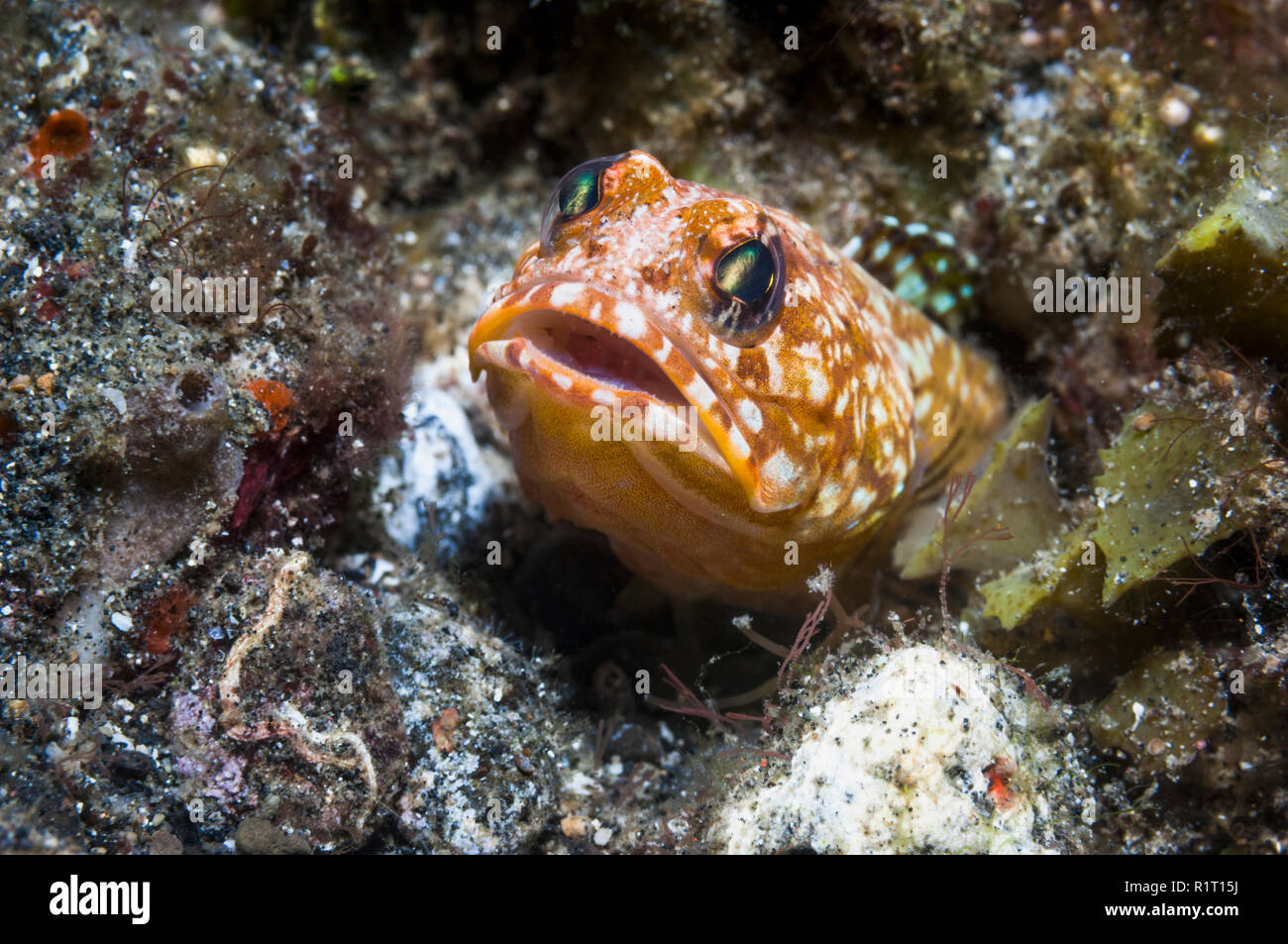 Jawfish mouthbreeder hi-res stock photography and images - Alamy