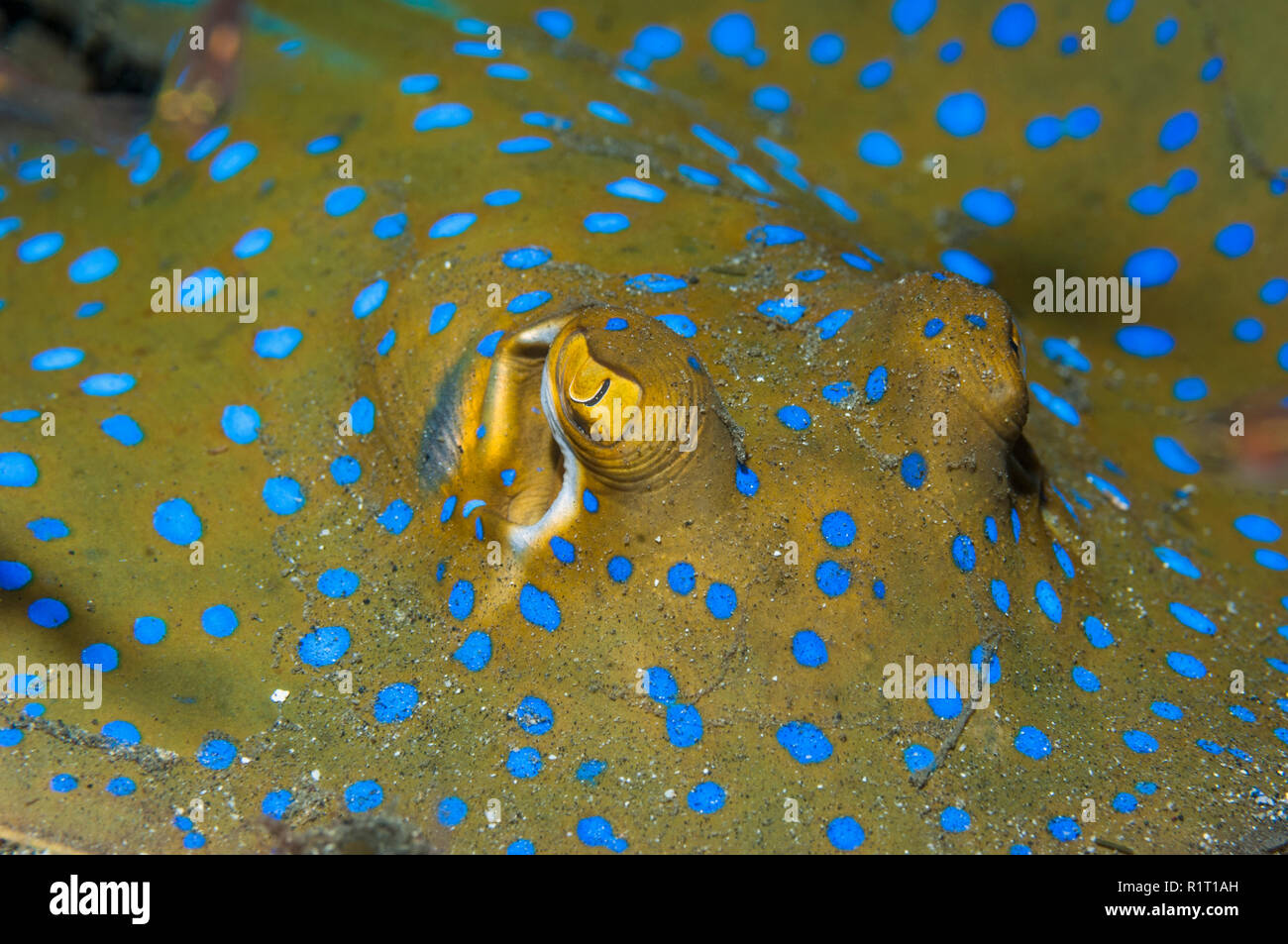 Bluespotted ribbon ray hi-res stock photography and images - Alamy